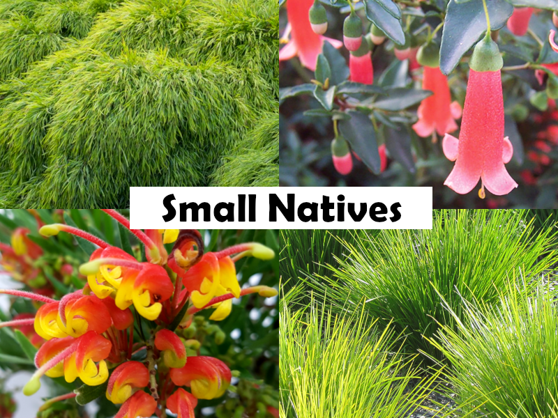 Pycnosorus globosus - Billy Buttons