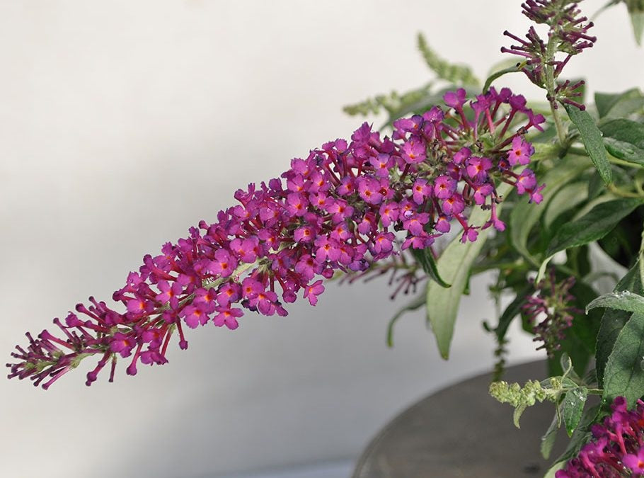 Buddleja davidii - Leah® RASPBERRY - Butterfly Bush
