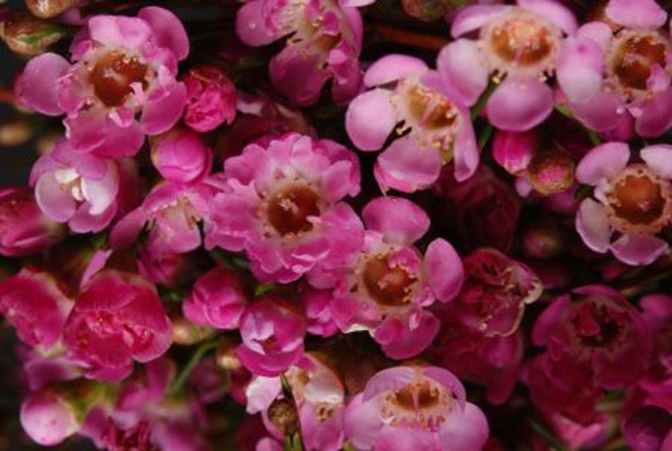 Chamelaucium unicantum - RASPBERRY RIPPLE - Geraldton Wax 'Raspberry ...