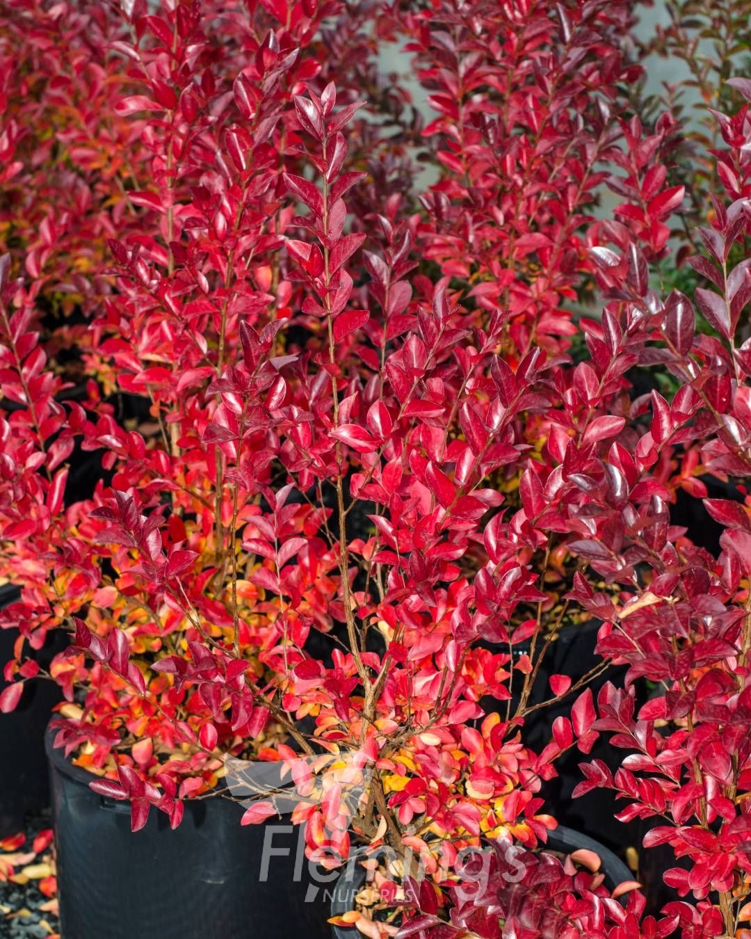 Lagerstroemia indica x subcostata fauriei - RUFFLED RED MAGIC - Crepe ...