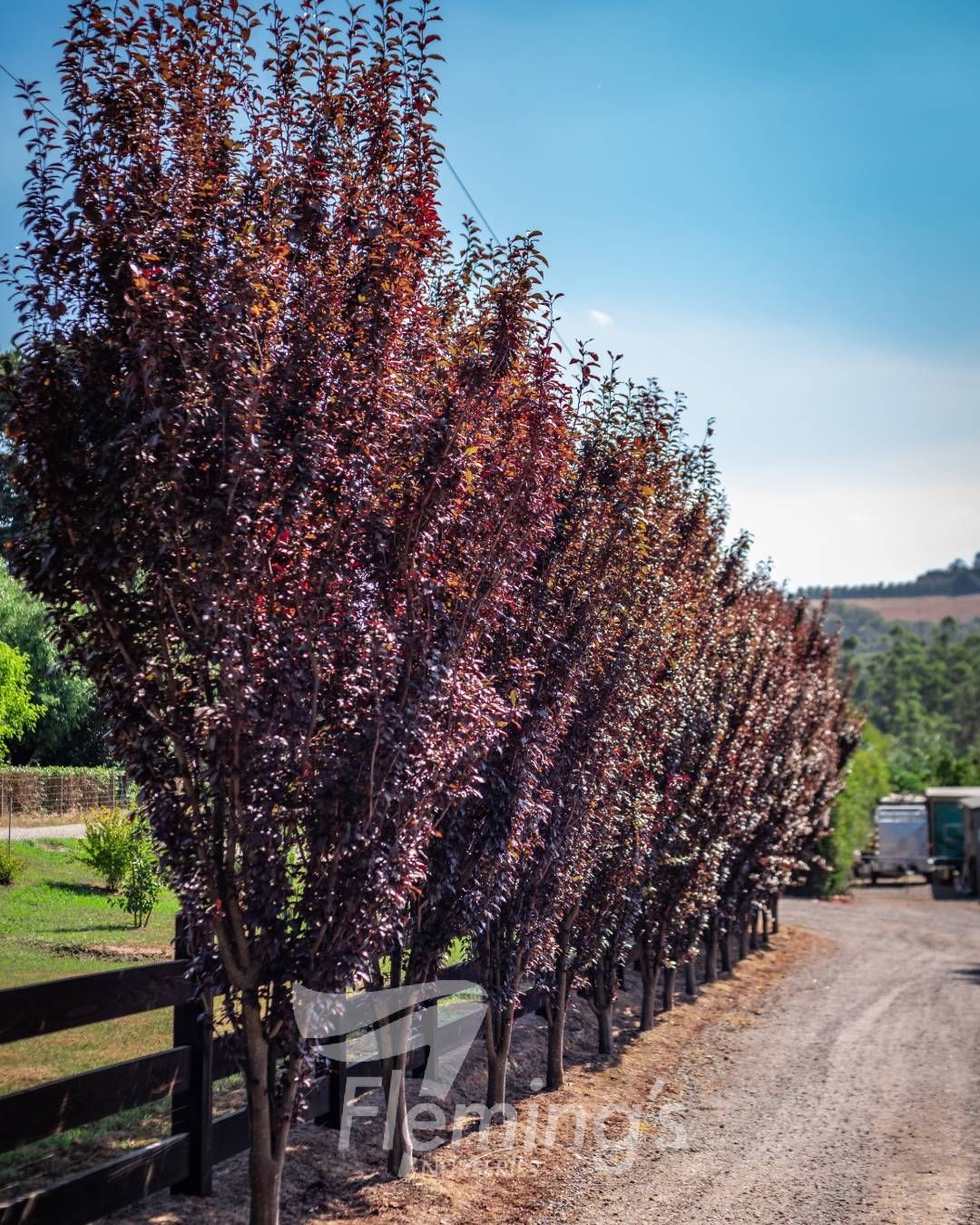 Prunus cerasifera - CRIMSON SPIRE - Ornamental Plum 'Oakville Crimson