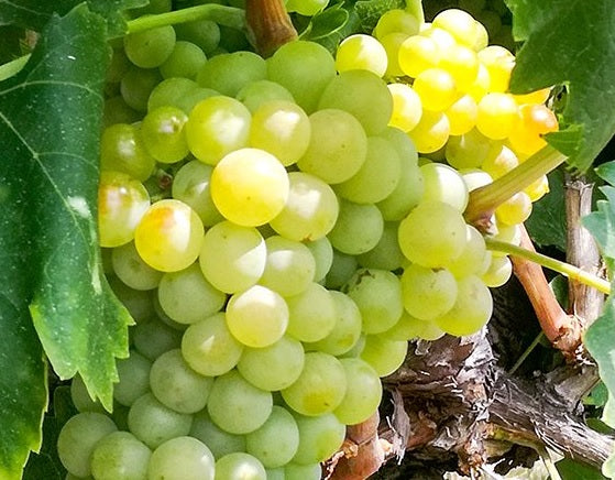 Vitis vinifera - DAWN - Seedless Grape