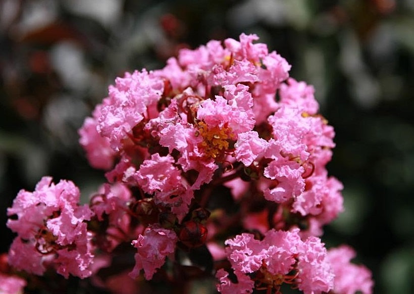 Lagerstroemia indica - Diamonds in the Dark® SHELL PINK - Crepe Myrtle ...