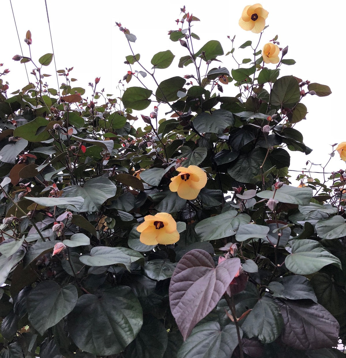 Plant Native Hibiscus Hibiscus Scarlet Rosemallow (Hibiscus