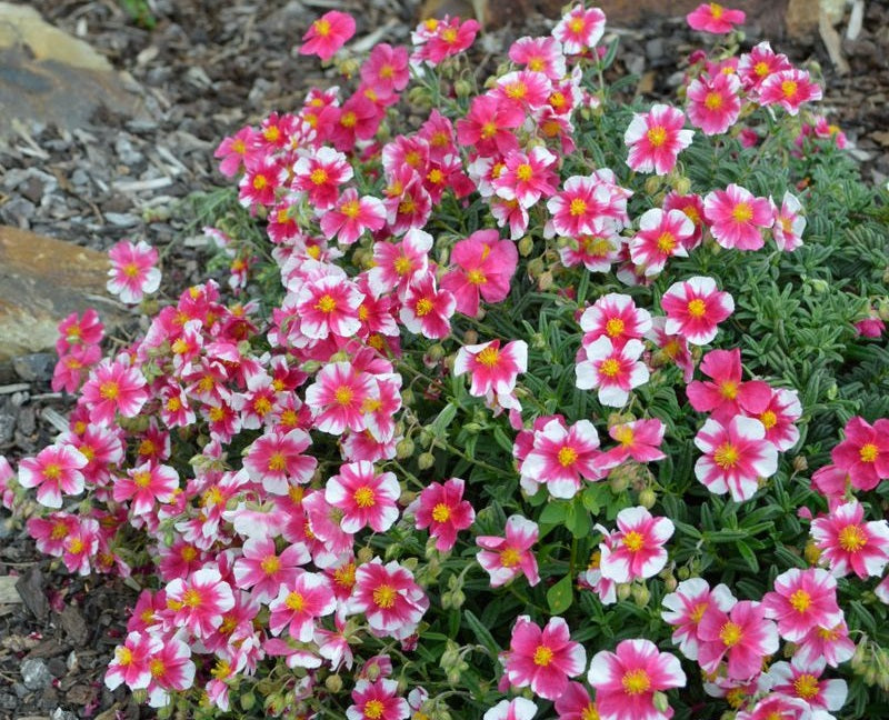 Helianthemum - RASPBERRY RIPPLE - Rock Rose