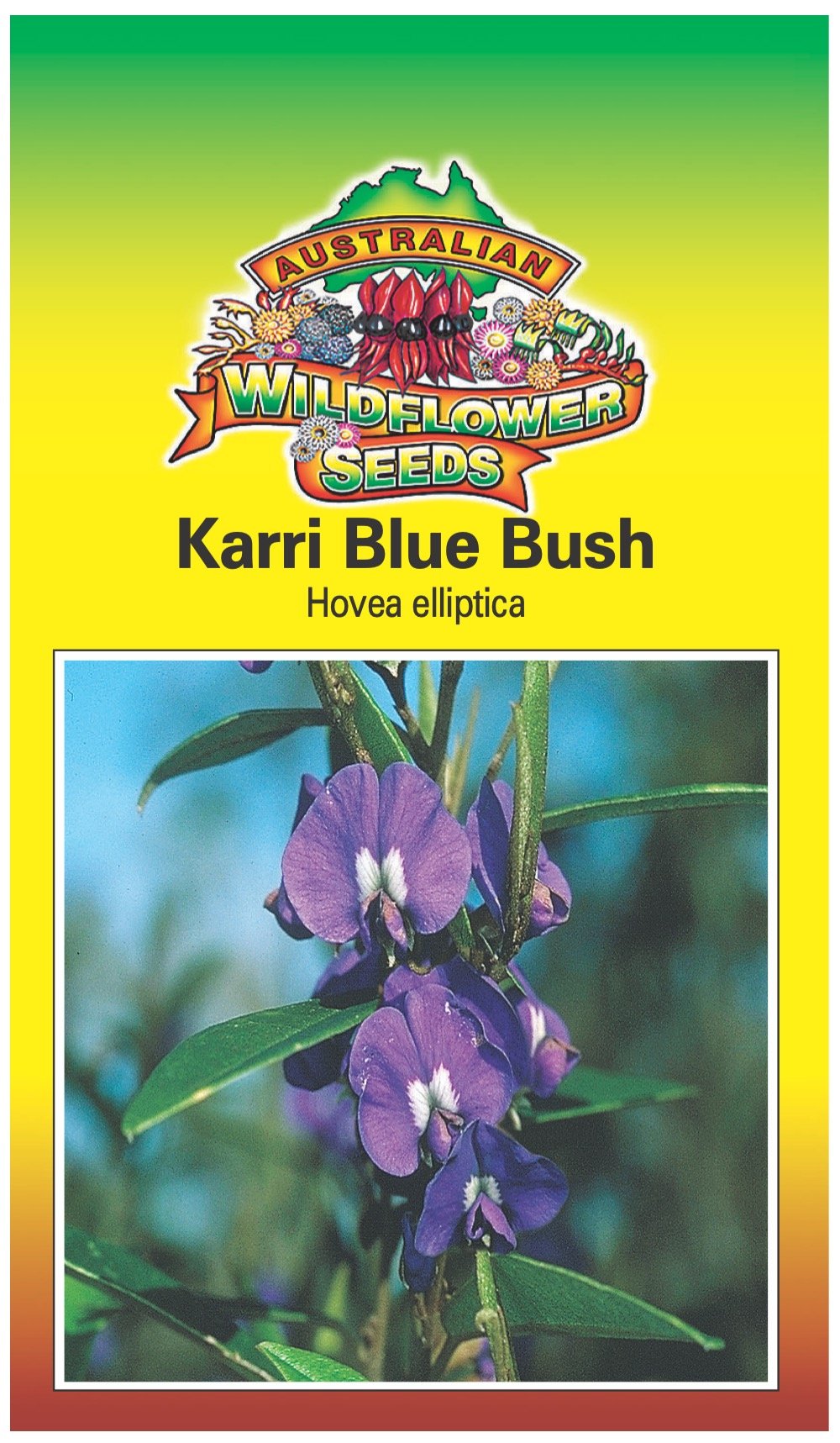 Seeds Hovea elliptica - Karri Blue Bush